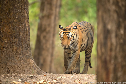 Golden triangle and Tigers tour | taj mahal 7 wonders of the world ...