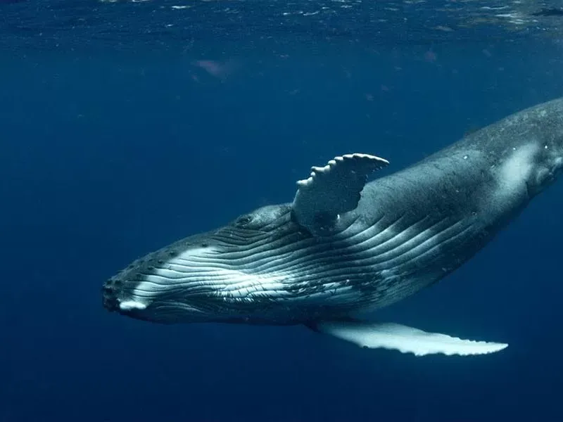 Migration pattern of blue whales – Wild Voyager | Wild Voyager